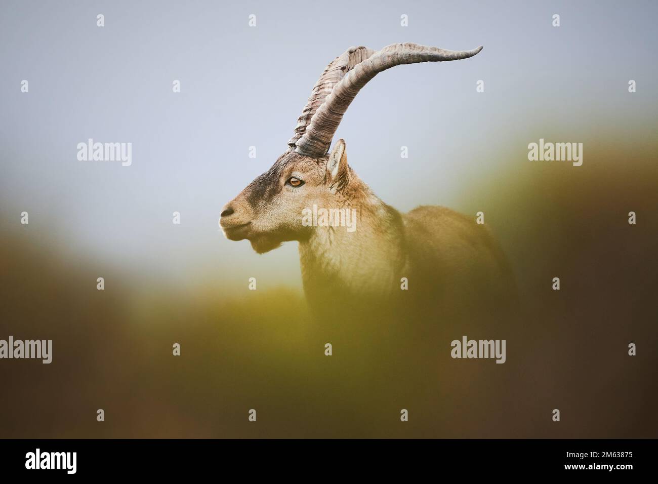 Brown mountain goat grazing on green grassy field in Sierra de ...