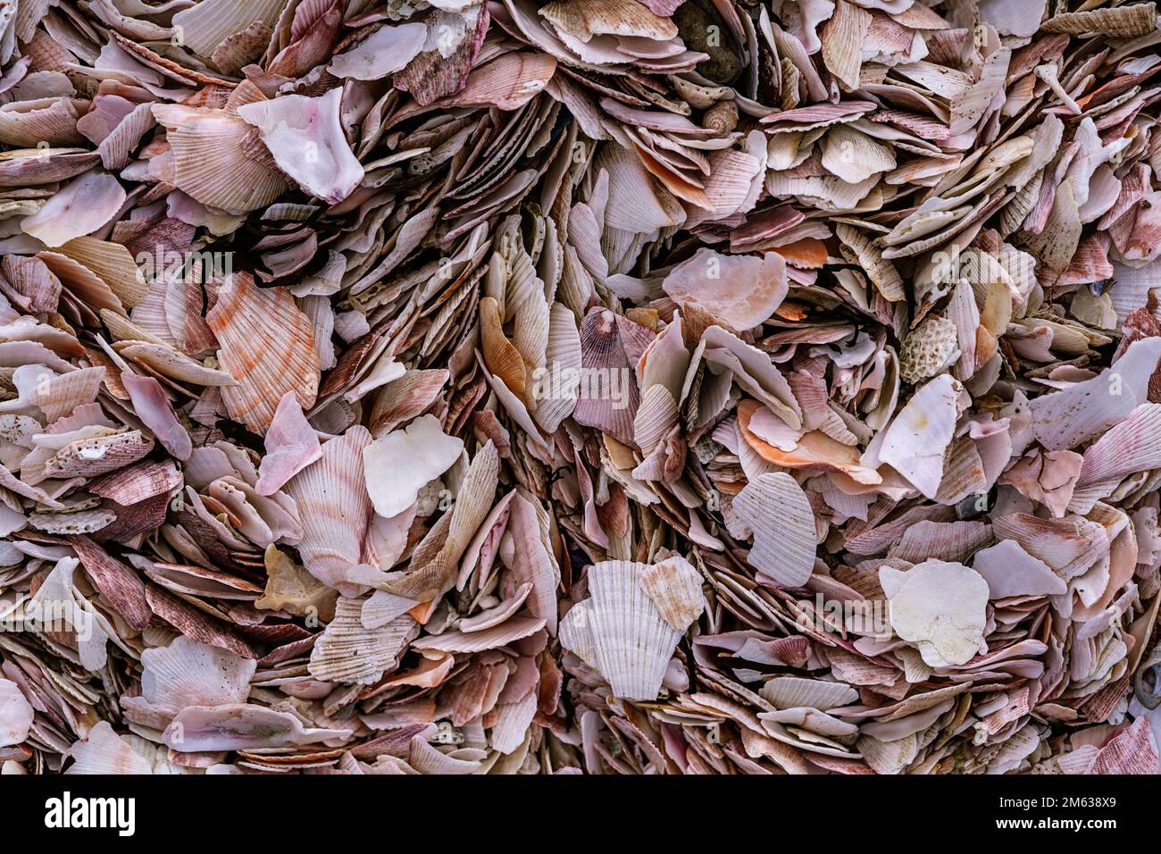 Top view of natural background with lots of different thin seashells ...