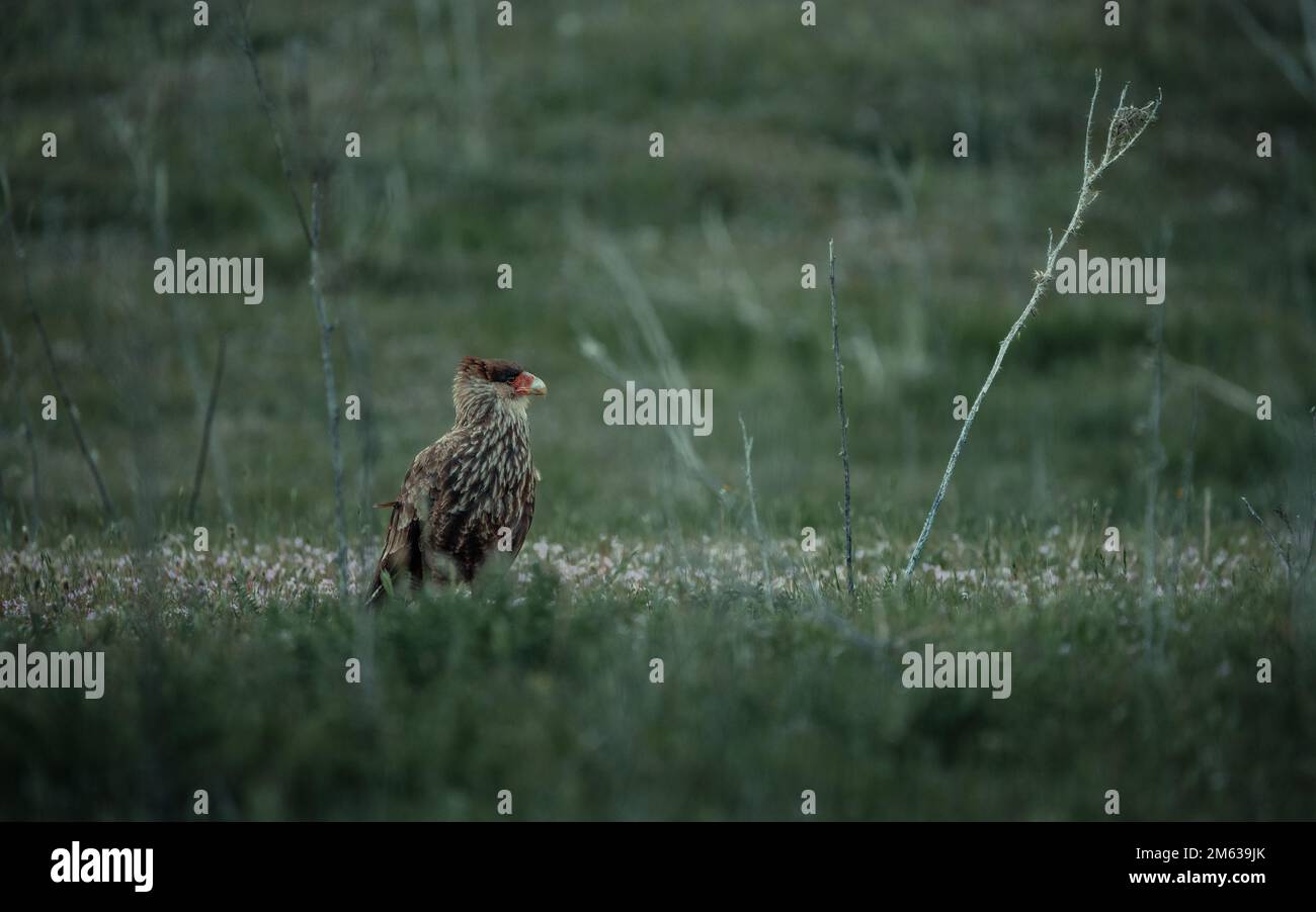 Predatory eagle sitting among green grass in meadow and observing ...