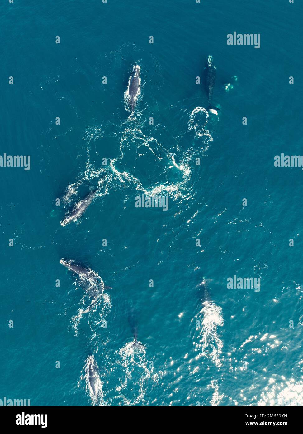 Top view powerful whales swimming hi-res stock photography and images ...