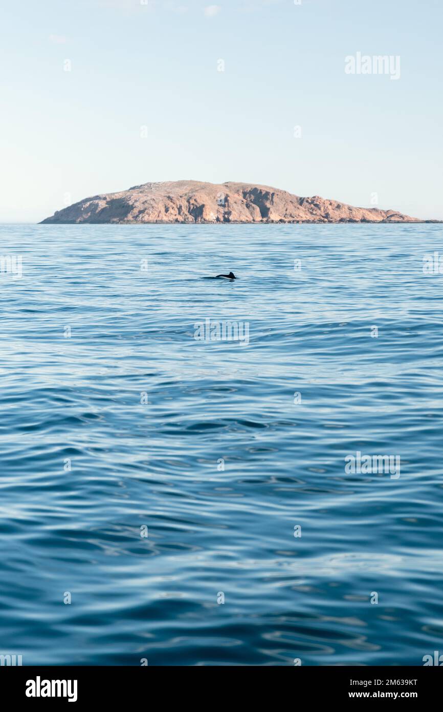 Scenic view of endless rippling blue sea with dolphin fin seen among ...