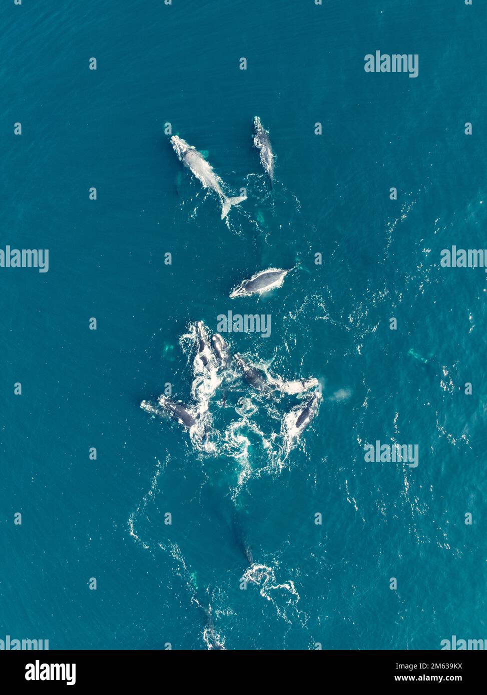 Top view of powerful whales swimming in blue ocean water near surface ...