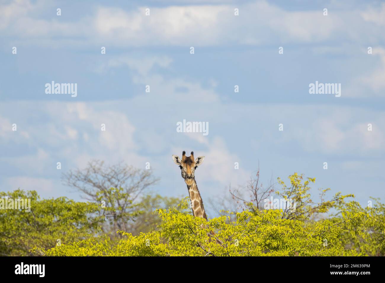 Head of wild giraffe with long neck above tall trees of savannah eating ...