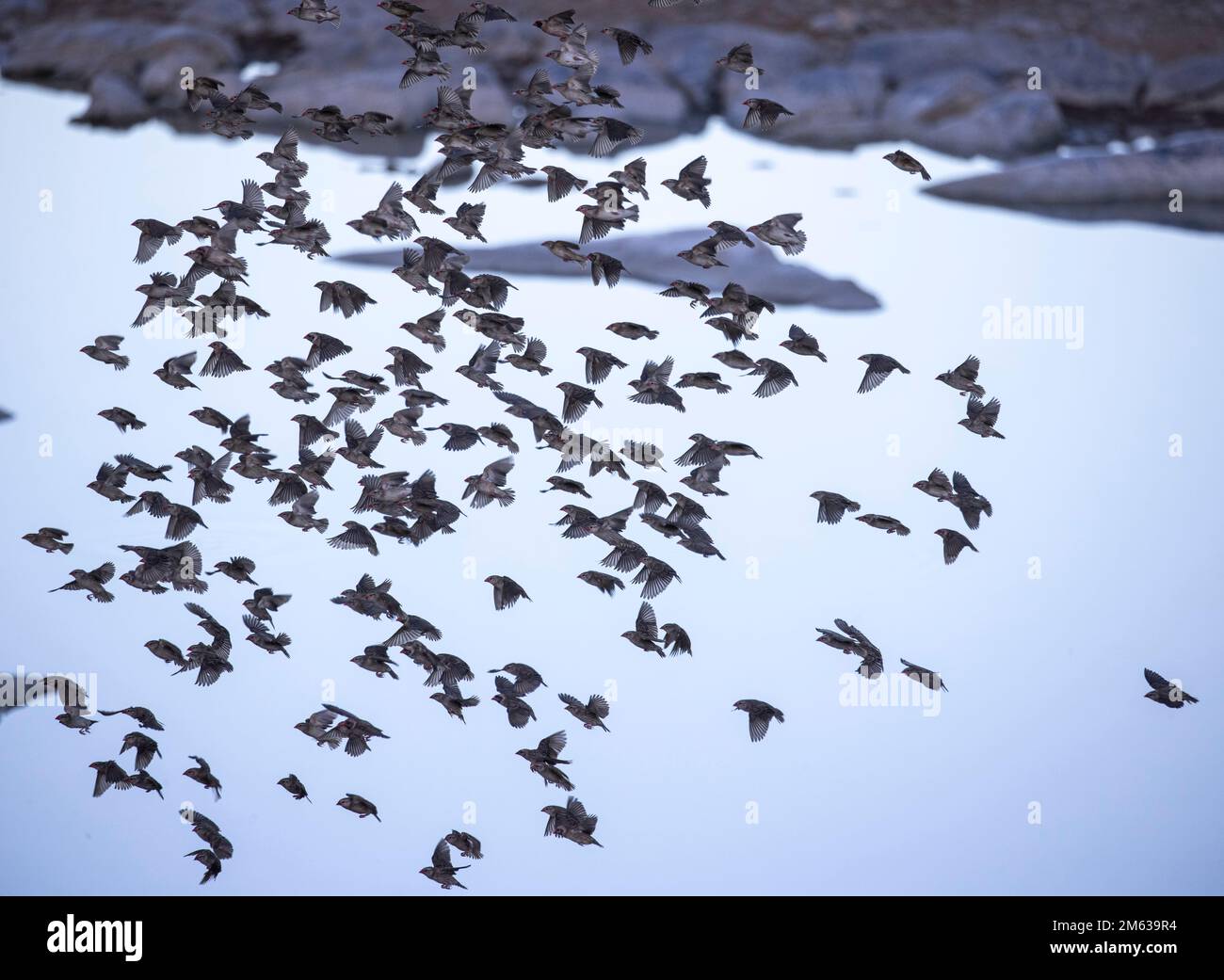 Big flock of prairie falcons flying together above water in twilight in ...