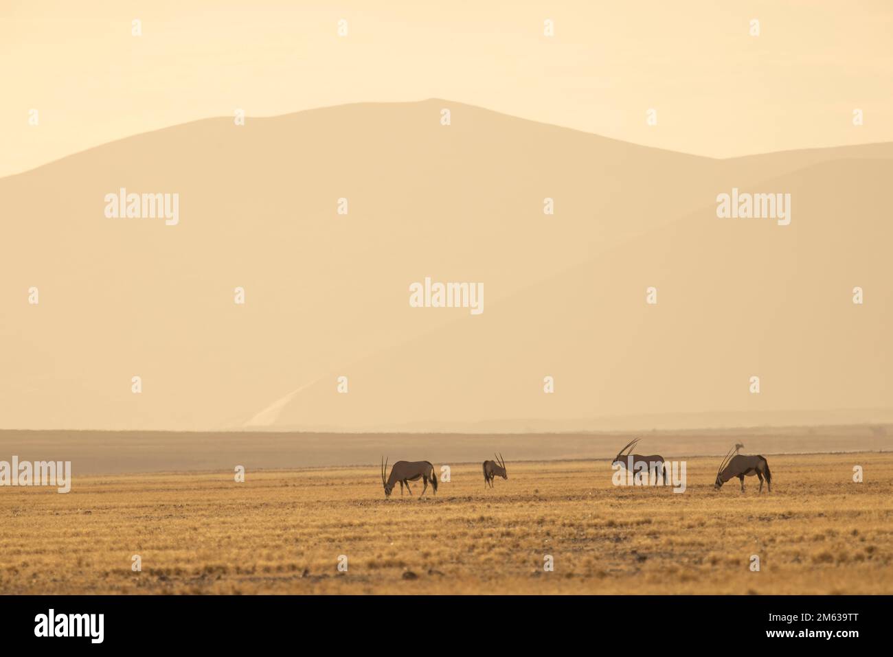 Gemsbok or South African oryx grazing on arid land in extremely dry ...