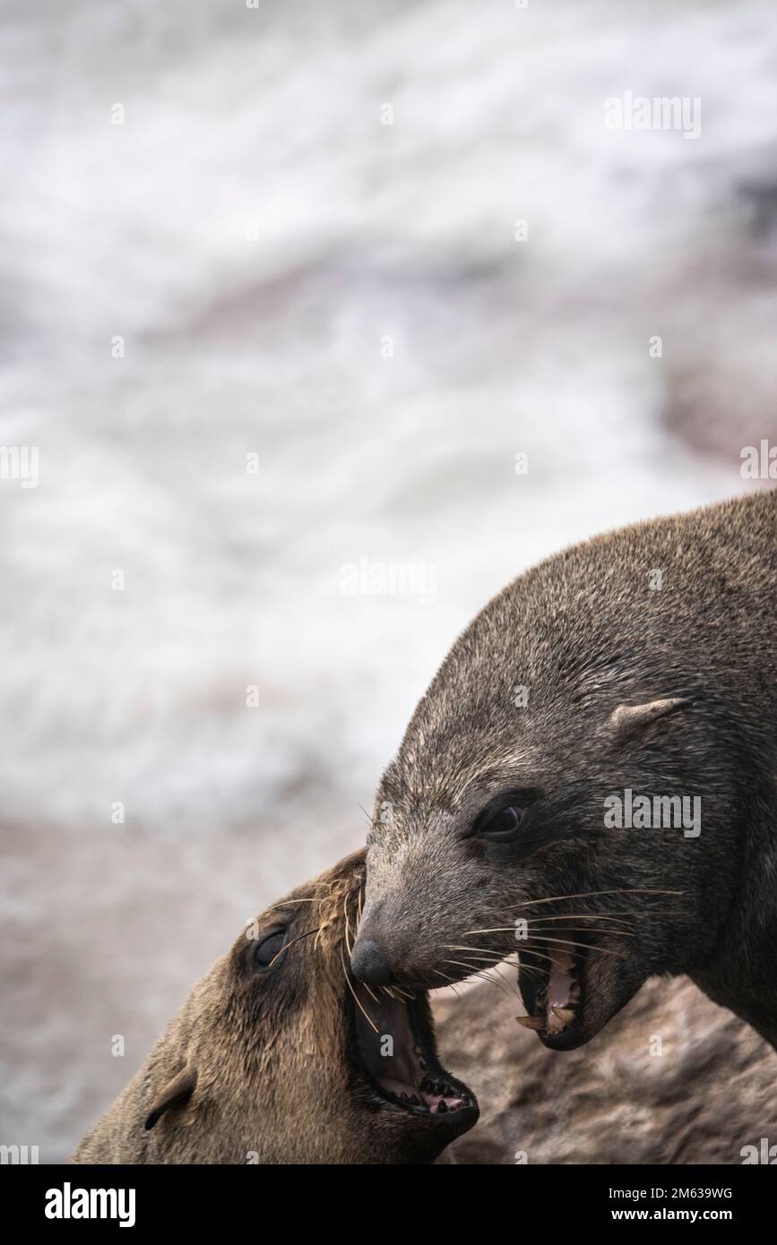 Side view of angry fur seals fighting at Cape Cross Seal Reserve on ...