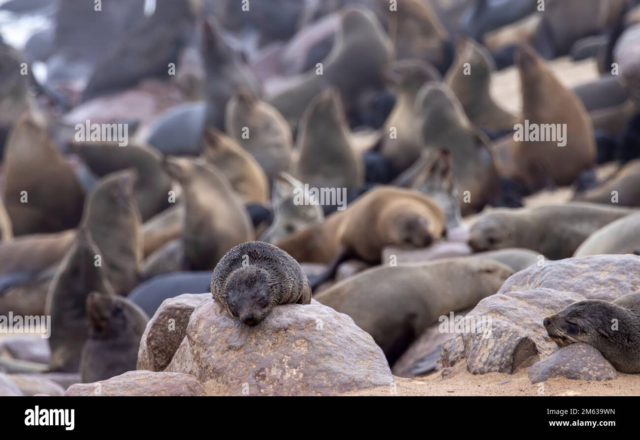 Seals at Cape Cross Seal Reserve on Skeleton Coast in Namibia on sunny ...