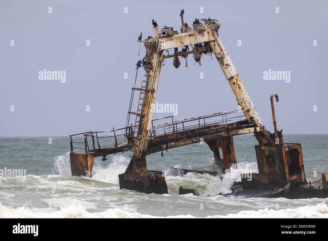 Many cormorants sitting on abandoned shipwreck of stranded Zeila vessel ...