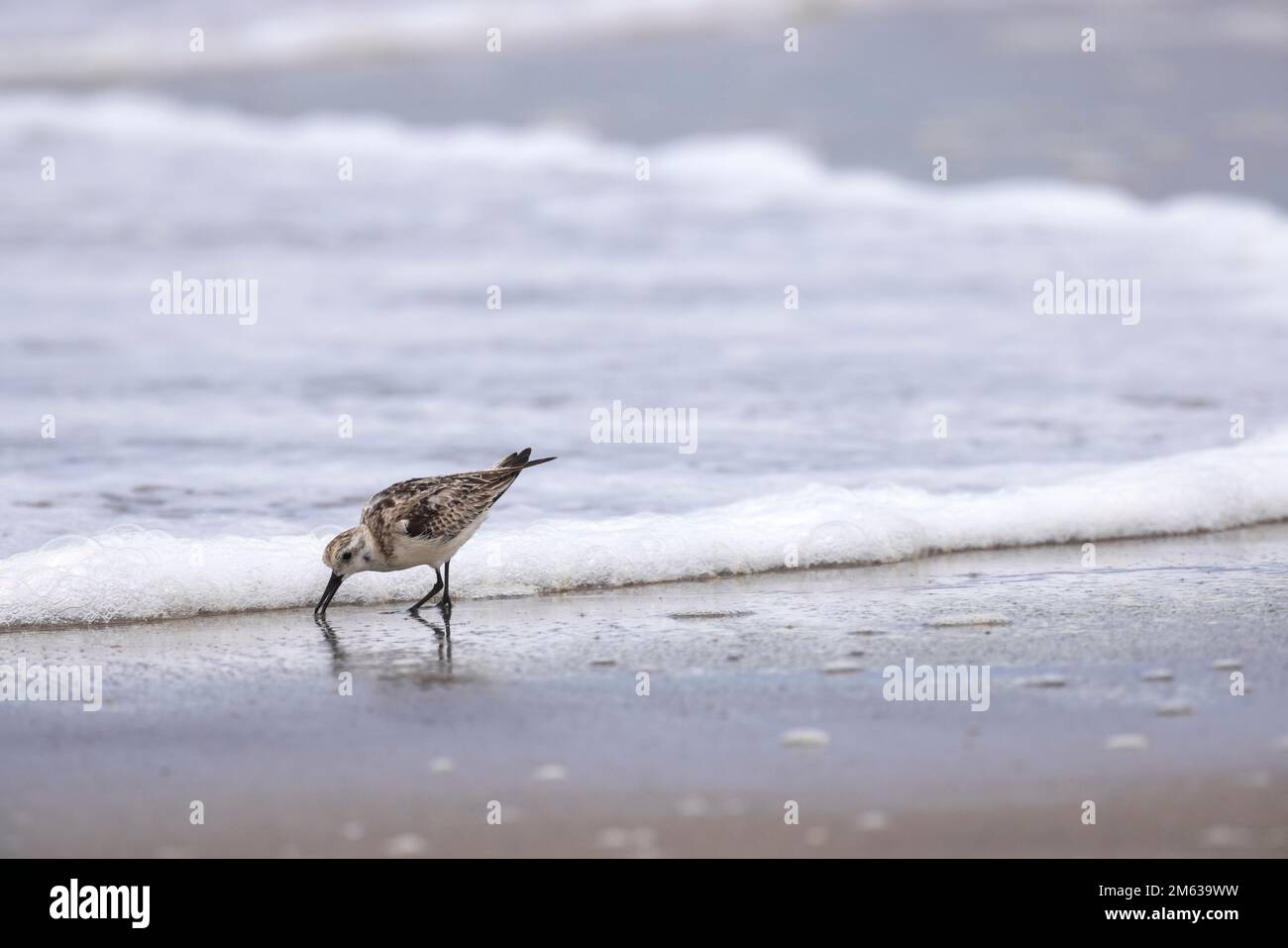 Side view of sanderling sandpiper on wet sandy beach of Walvis Bay in ...
