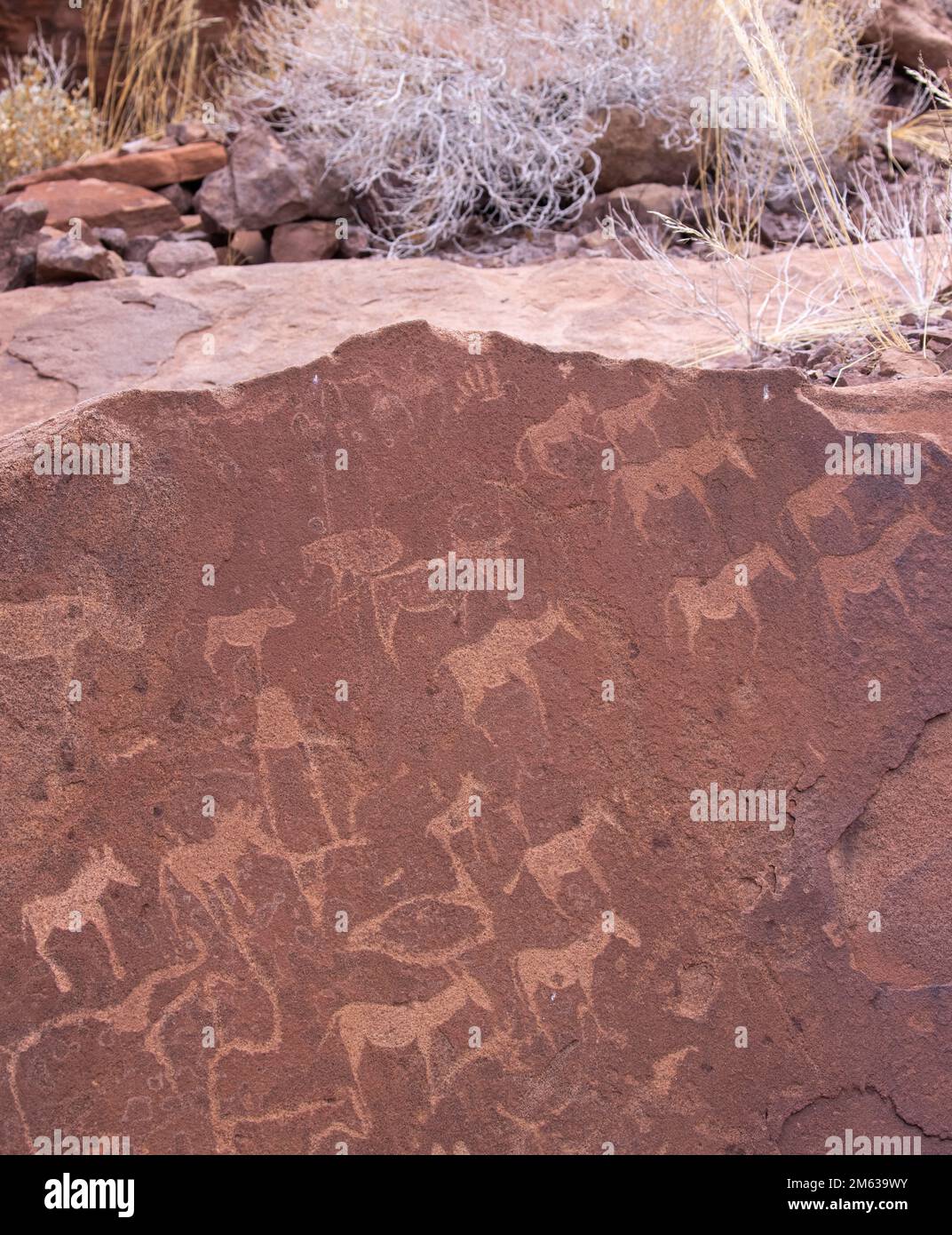 Bushman prehistoric rock engravings at UNESCO World Heritage Center in ...