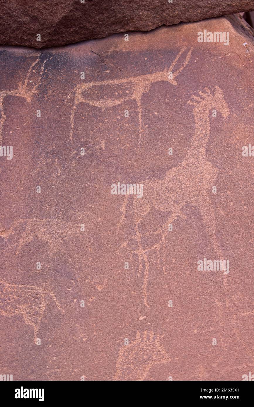 Rock engravings of various animals including giraffe at UNESCO site ...