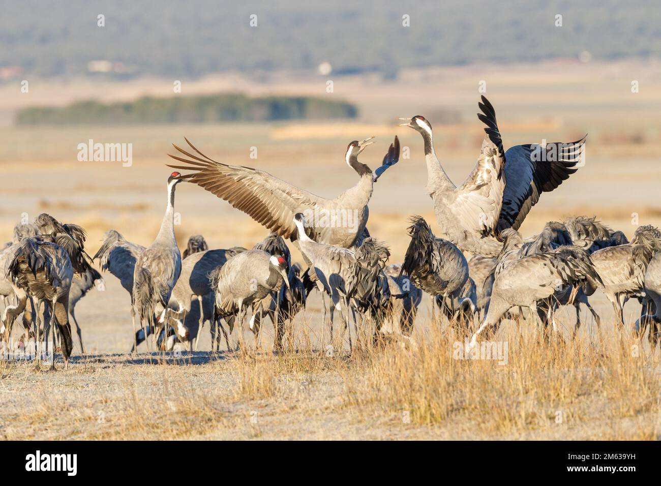 Cranes fighting hi-res stock photography and images - Alamy