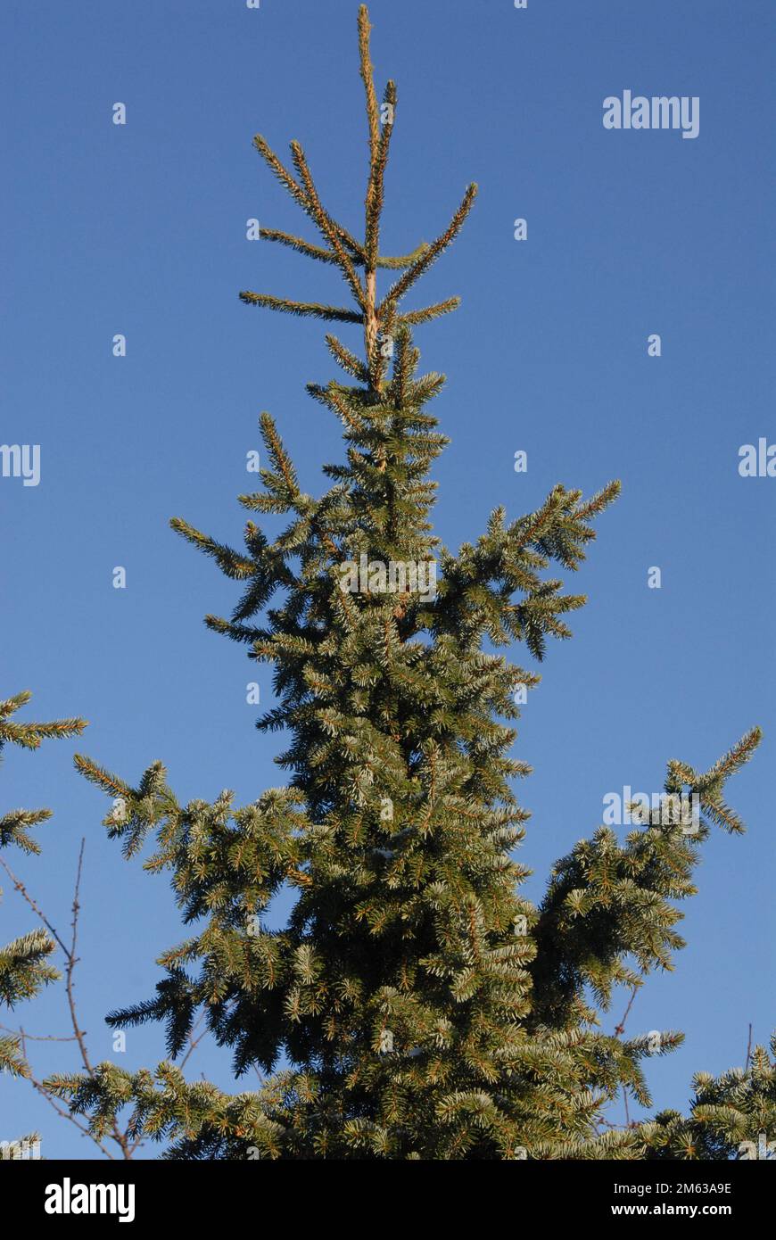 Copenhagen/Denmark/16 Decvember 2022/Pine tree in Copenhagen danish ...