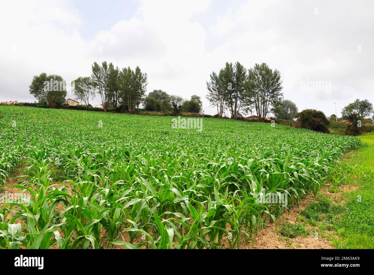 Dia corn hi-res stock photography and images - Alamy