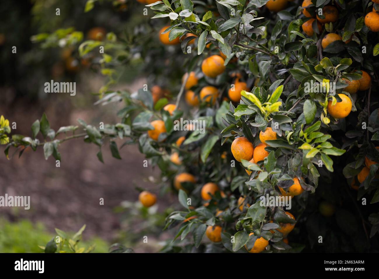 Oranges grow on a tree Stock Photo - Alamy