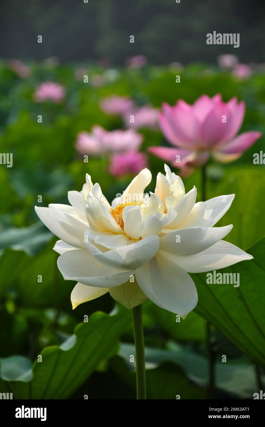 Blossoming lotus flower Stock Photo - Alamy