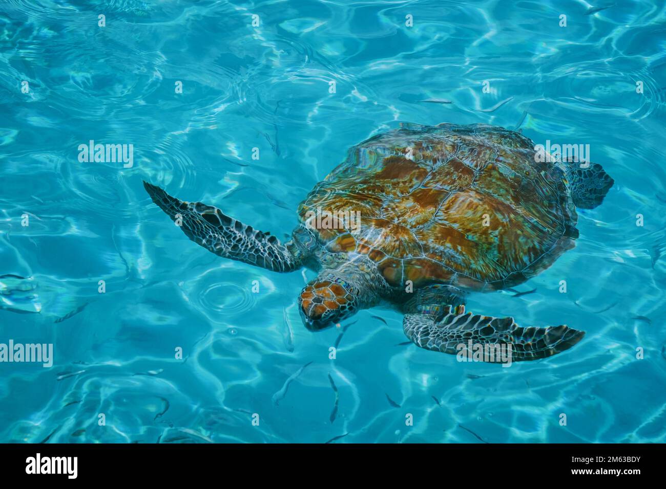Sea turtles in Curacao island with clear water from above. Curacao ...