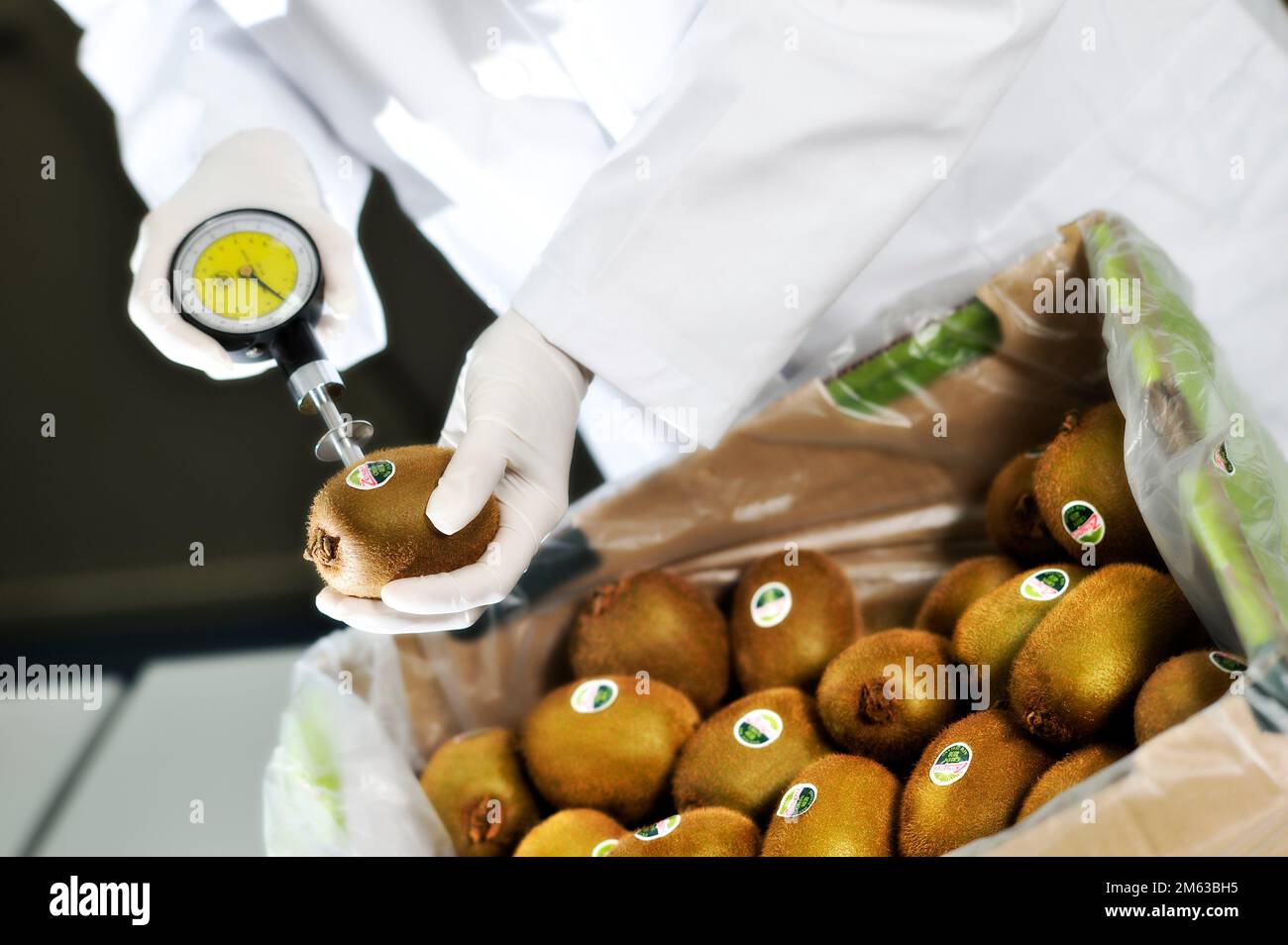 Fruit quality control kiwifruit hi-res stock photography and images - Alamy