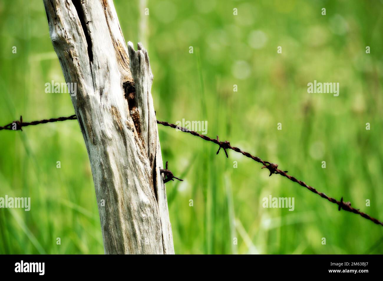 Barber wire hi-res stock photography and images - Alamy