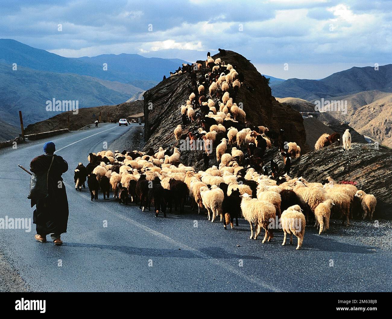 Sheep walking leading hi-res stock photography and images - Alamy