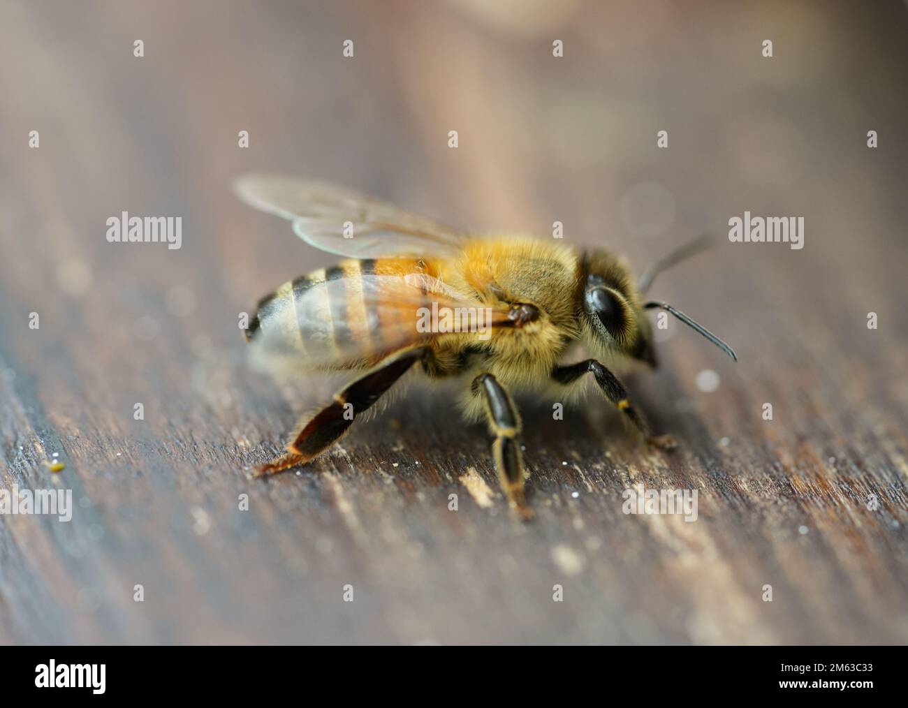 Honey bee close-up on a dark wooden background. Apis mellifera Stock ...