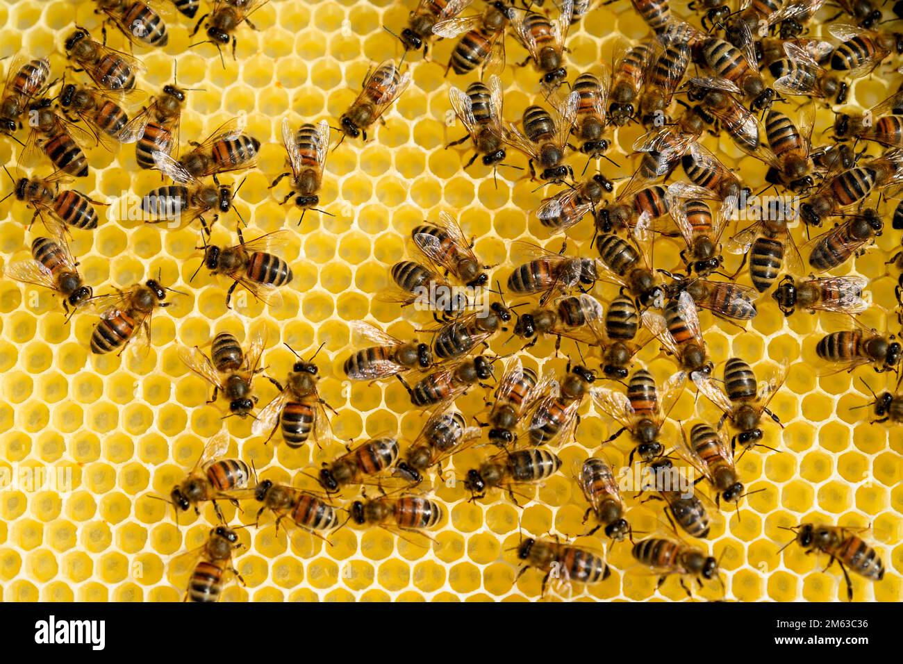 Honey bees on a honeycomb. Hexagonal beeswax cells with a close-up of a ...