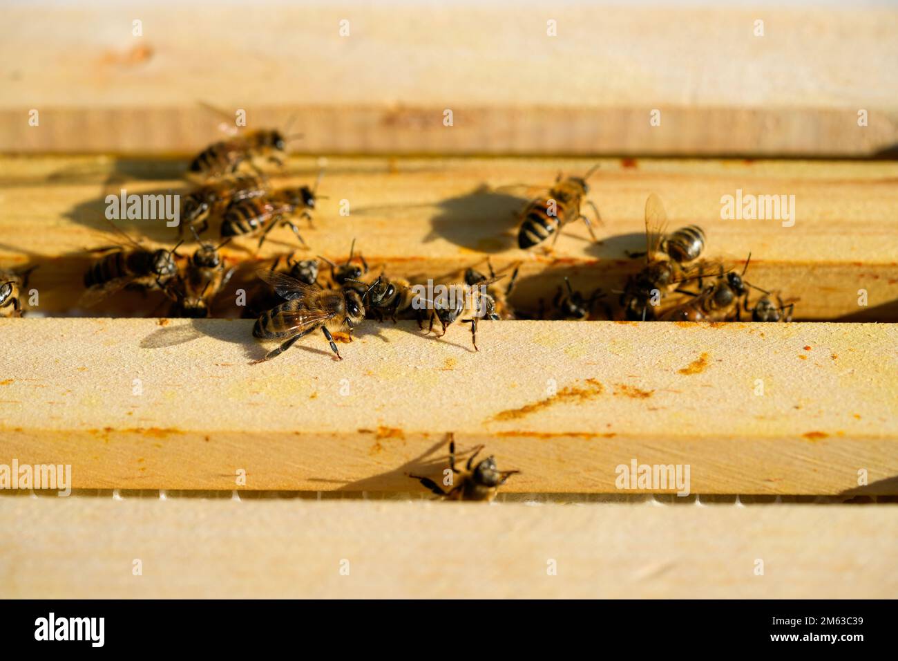 Honey bees on a honeycomb. Close-up of bee colony Stock Photo - Alamy