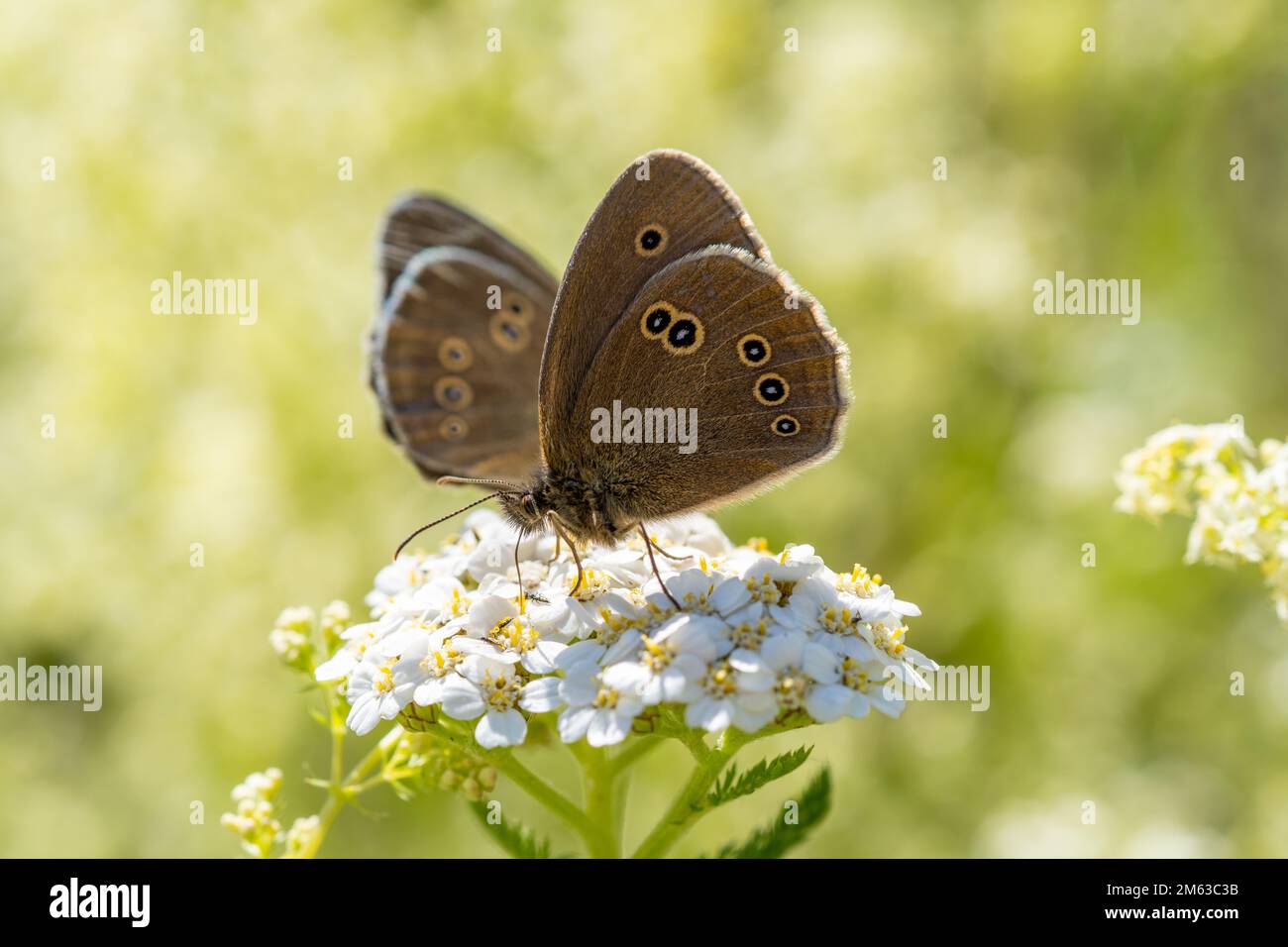 Ringlet collects nectar from a white flower. Butterfly close-up ...