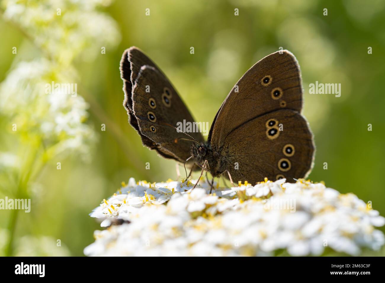Ringlet collects nectar from a white flower. Butterfly close-up ...