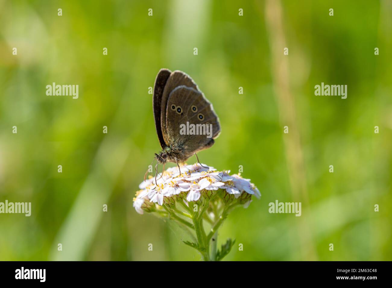 Ringlet collects nectar from a white flower. Butterfly close-up ...