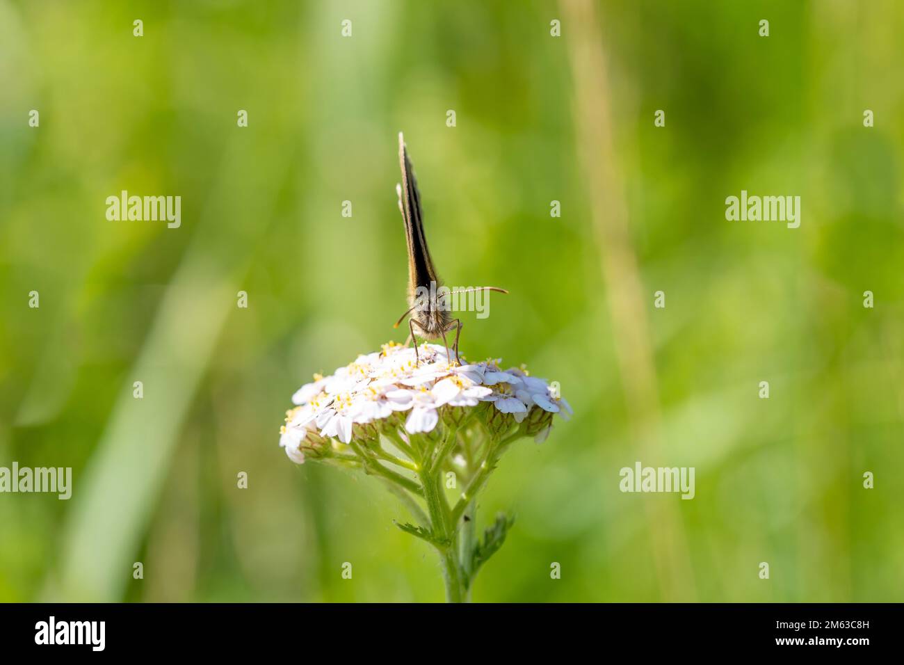 Ringlet collects nectar from a white flower. Butterfly close-up ...