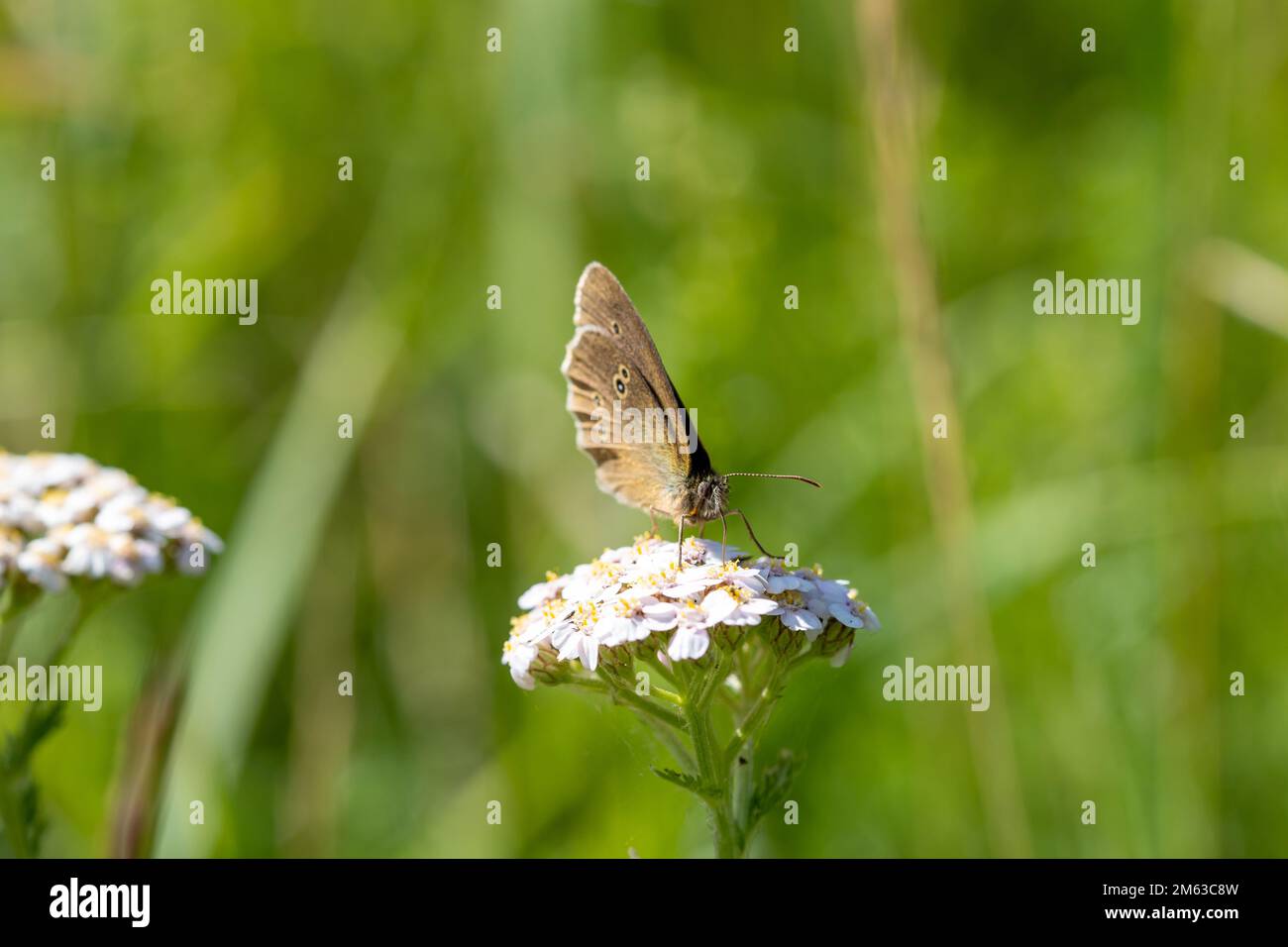 Ringlet collects nectar from a white flower. Butterfly close-up ...