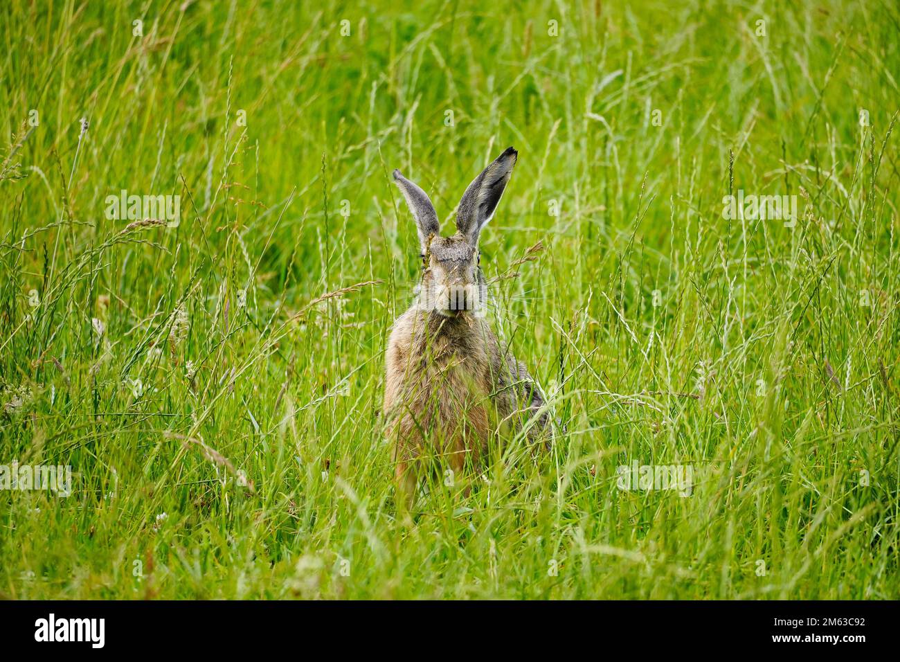 Brown hare sits in the green grass. Lepus europaeus Stock Photo - Alamy