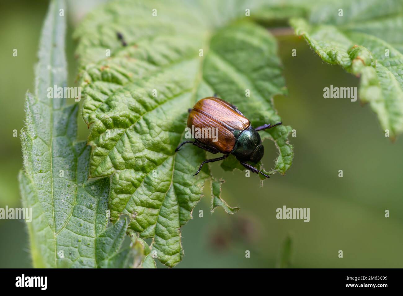 Garden chafer close-up on a leaf. Phyllopertha horticola Stock Photo ...