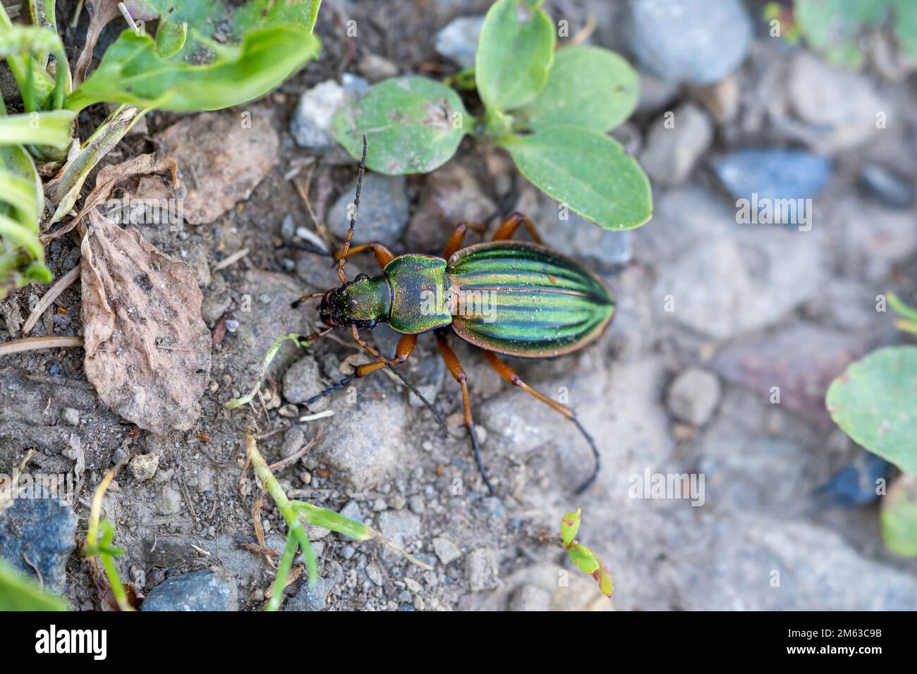 Gold beetle hi-res stock photography and images - Alamy