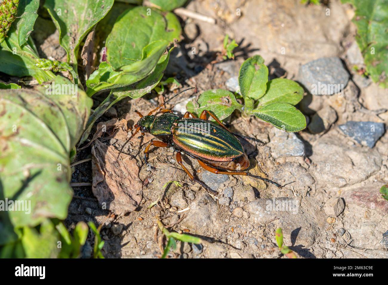 Gold beetle hi-res stock photography and images - Alamy