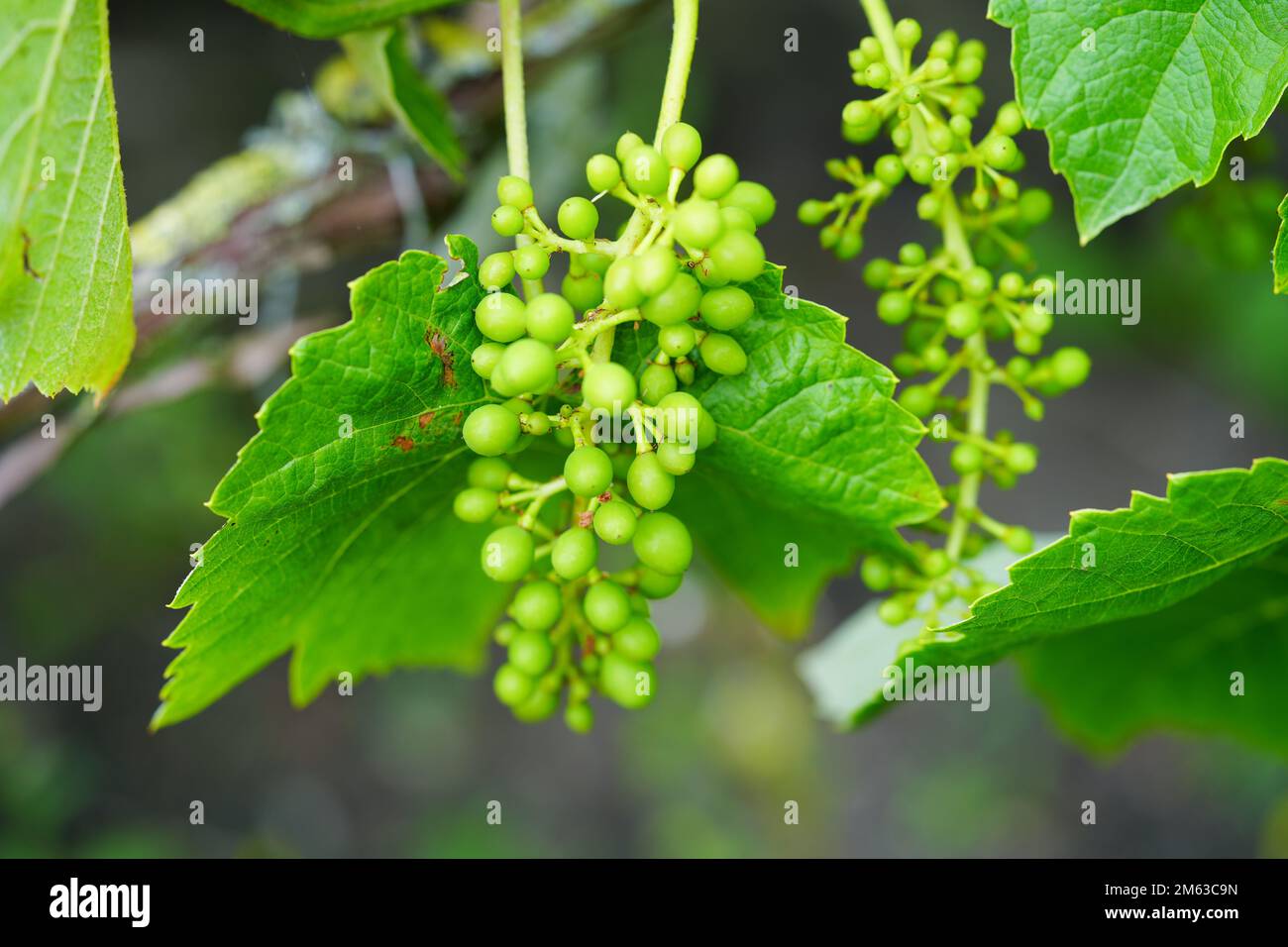Green unripe grapes on the vine Stock Photo - Alamy