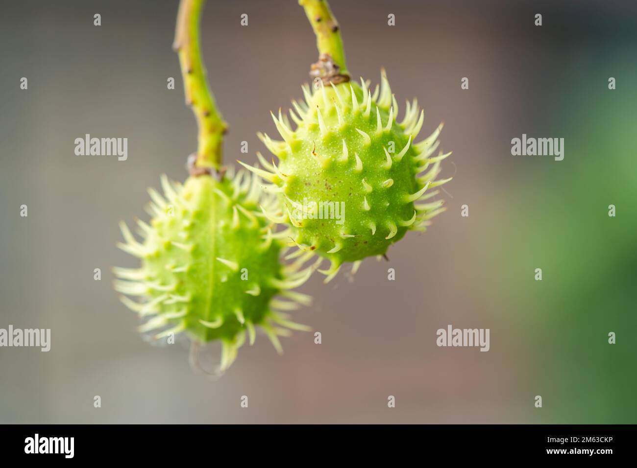 Castanea fruit hi-res stock photography and images - Alamy