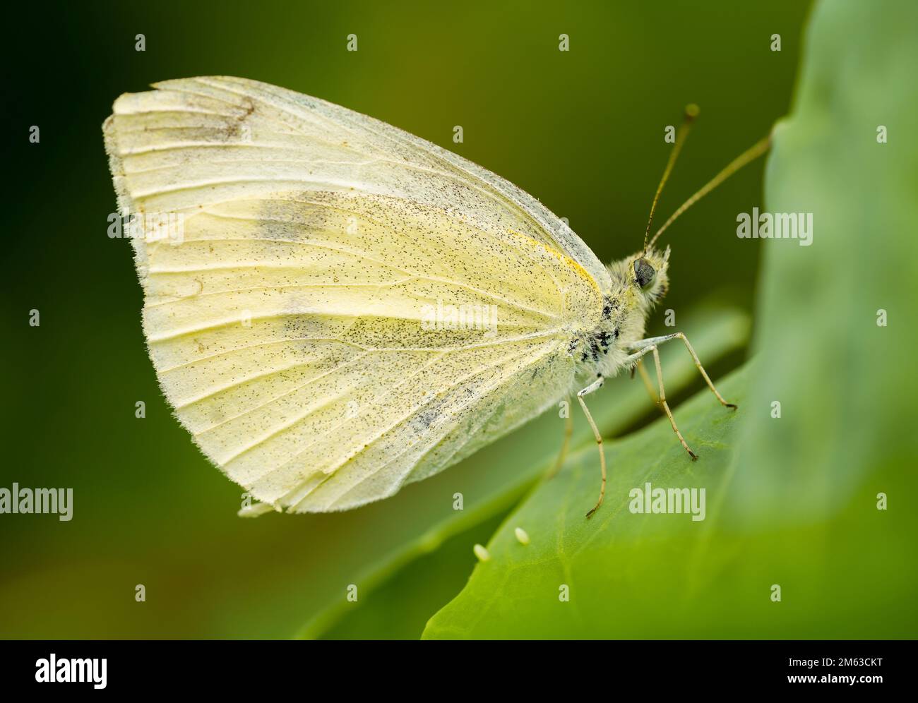 Little Cabbage White. Detailed close-up of the butterfly. Insect ...