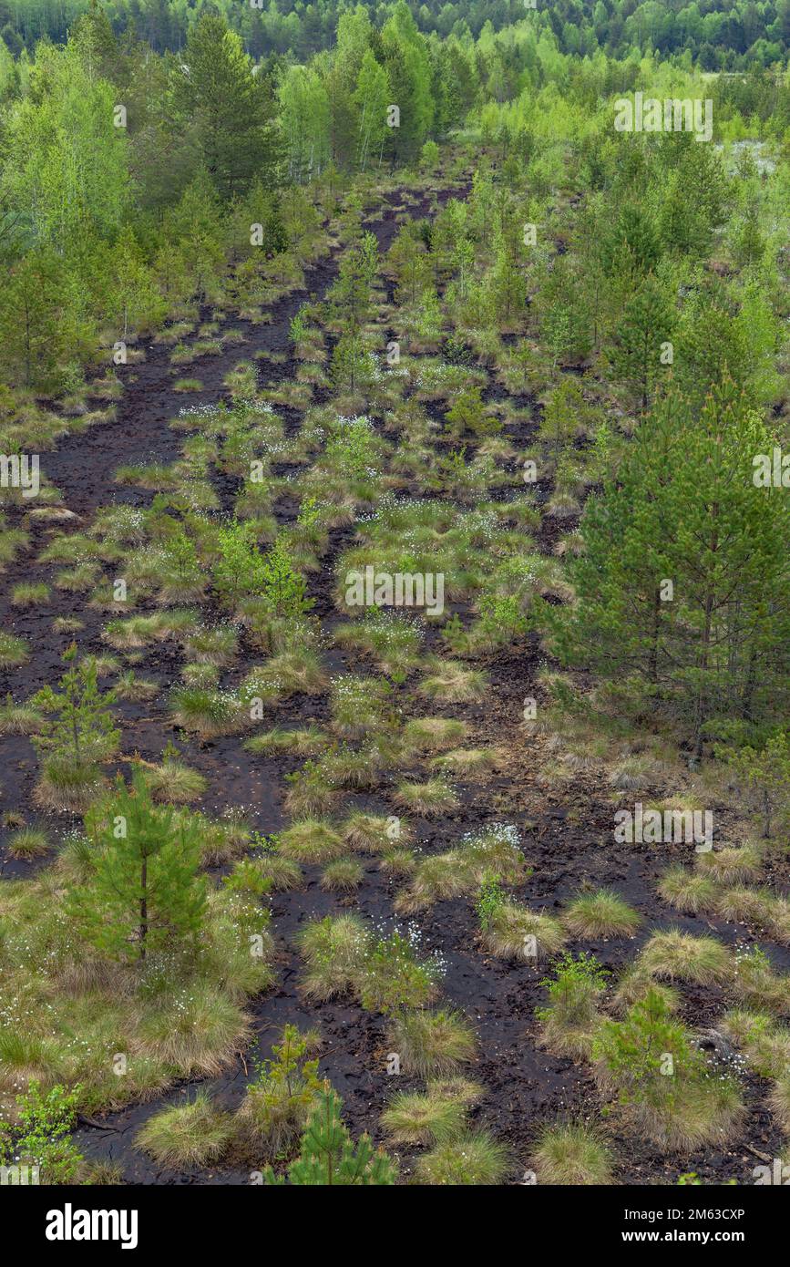 Soumarske raseliniste hi-res stock photography and images - Alamy