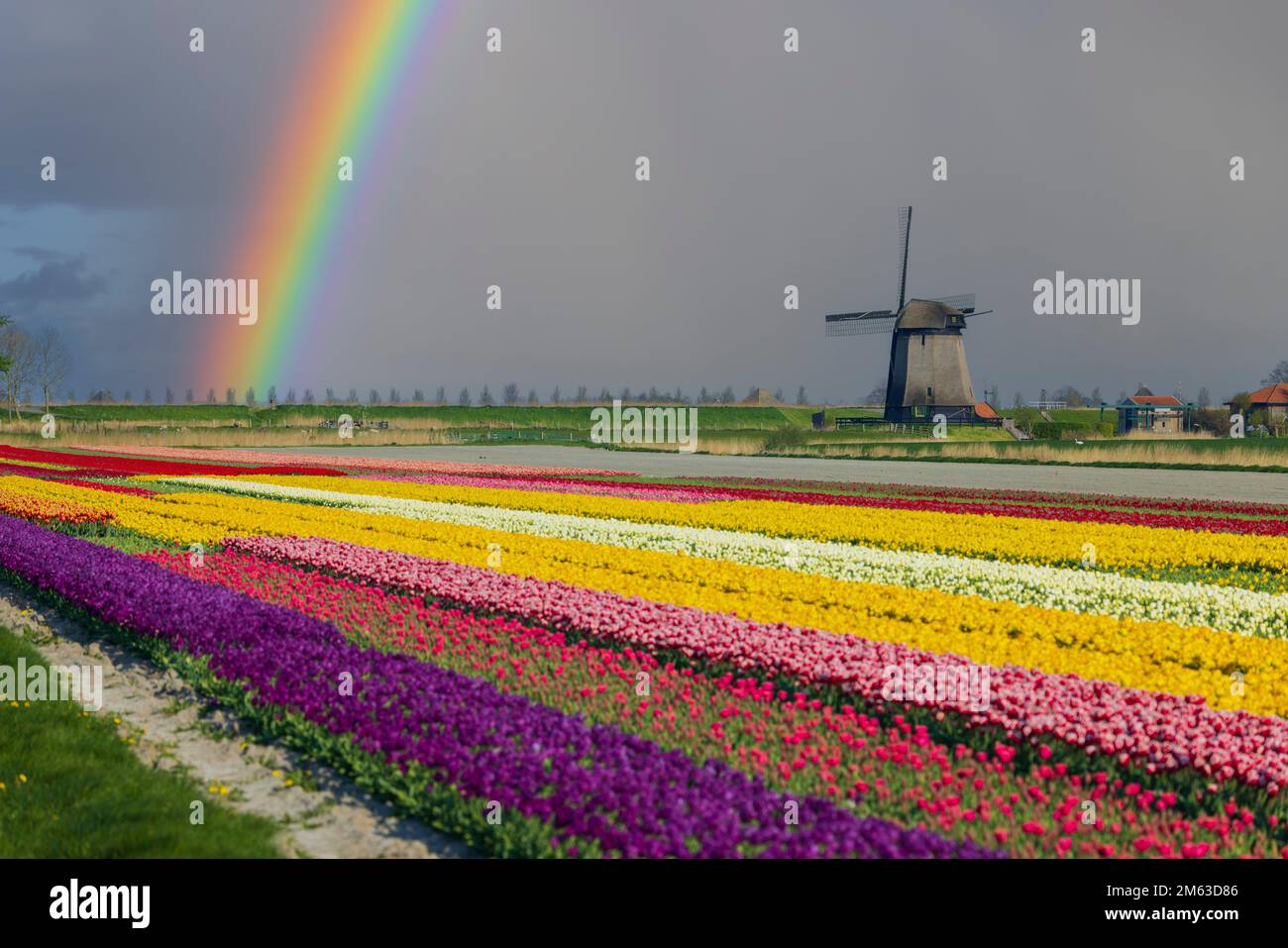 Netherlands windmill tulip hi-res stock photography and images - Alamy