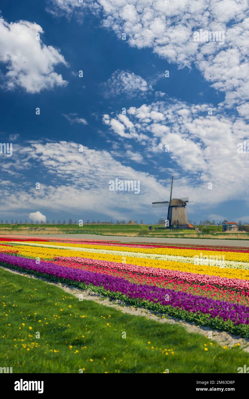Netherlands windmill tulip hi-res stock photography and images - Alamy