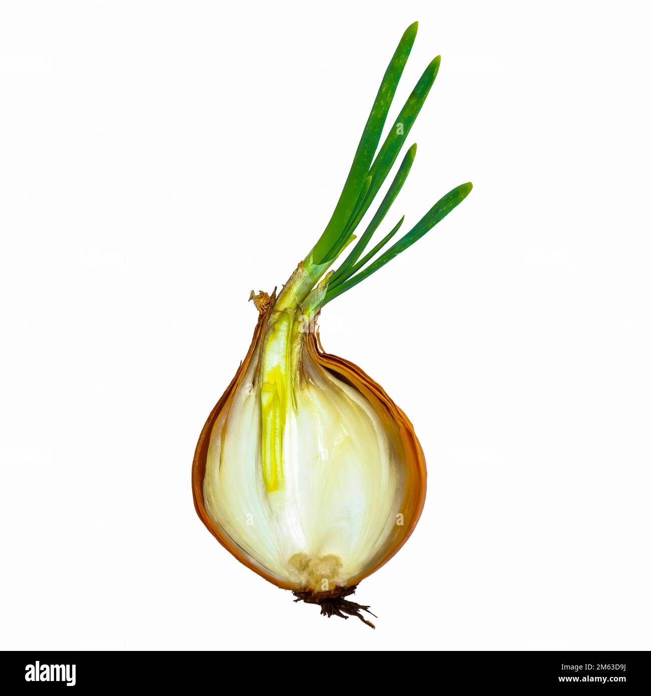 Turnip cross section hi-res stock photography and images - Alamy