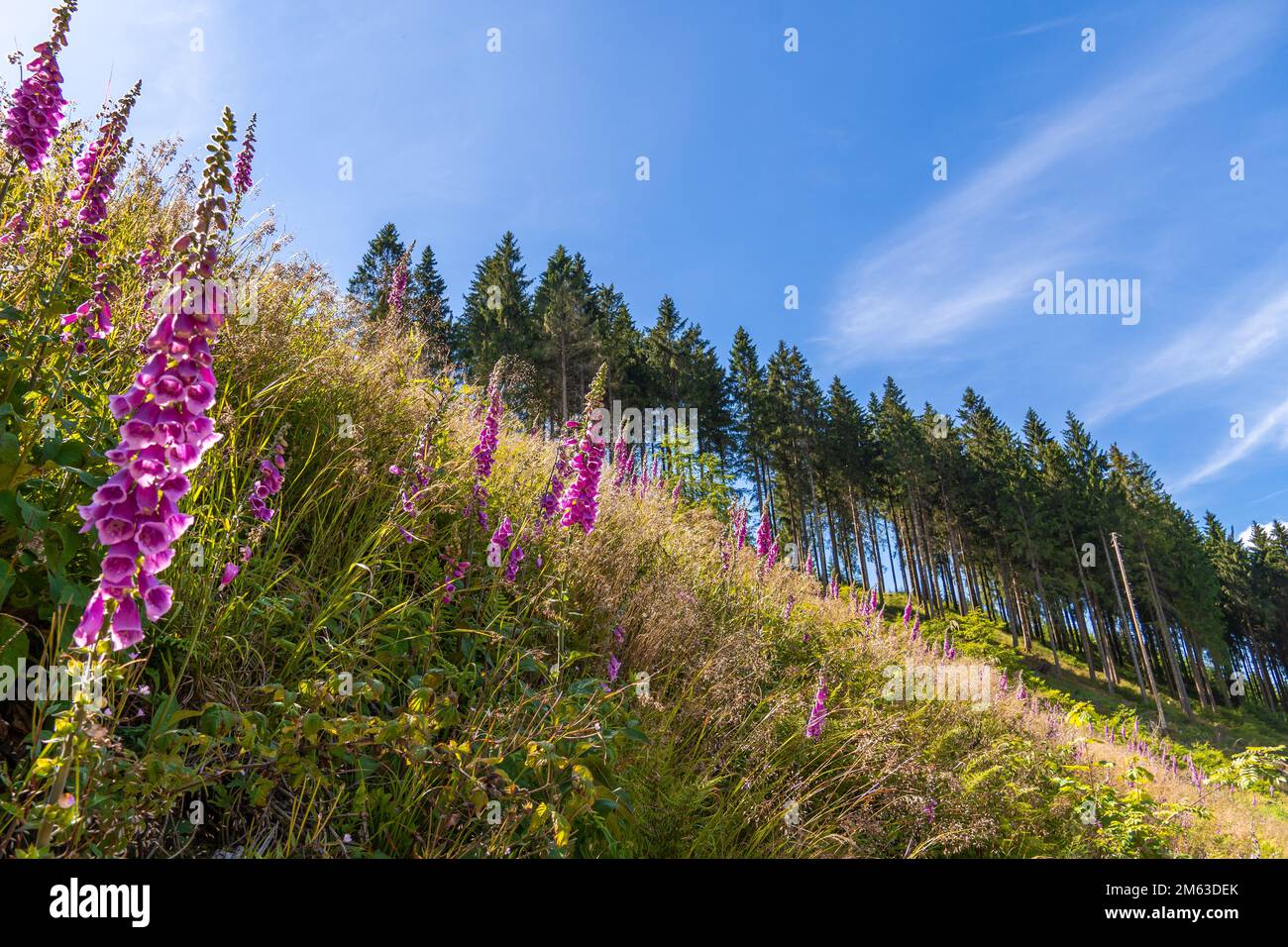 Landscape at Schomberg in Sauerland. Nature with forests and hiking ...
