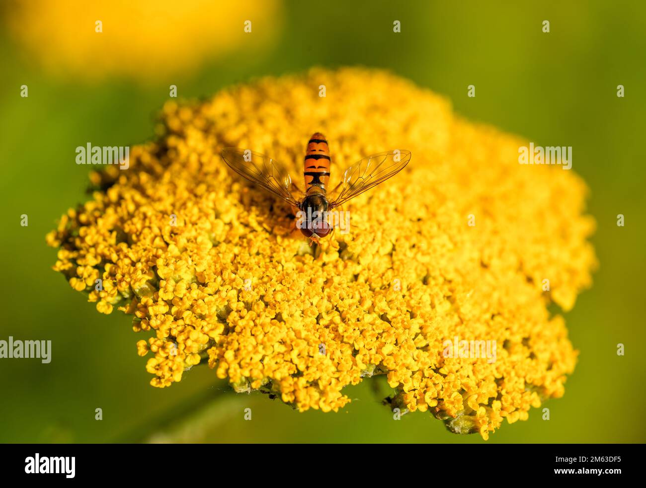 A hoverfly collects nectar on a yellow flower. Insect close-up ...
