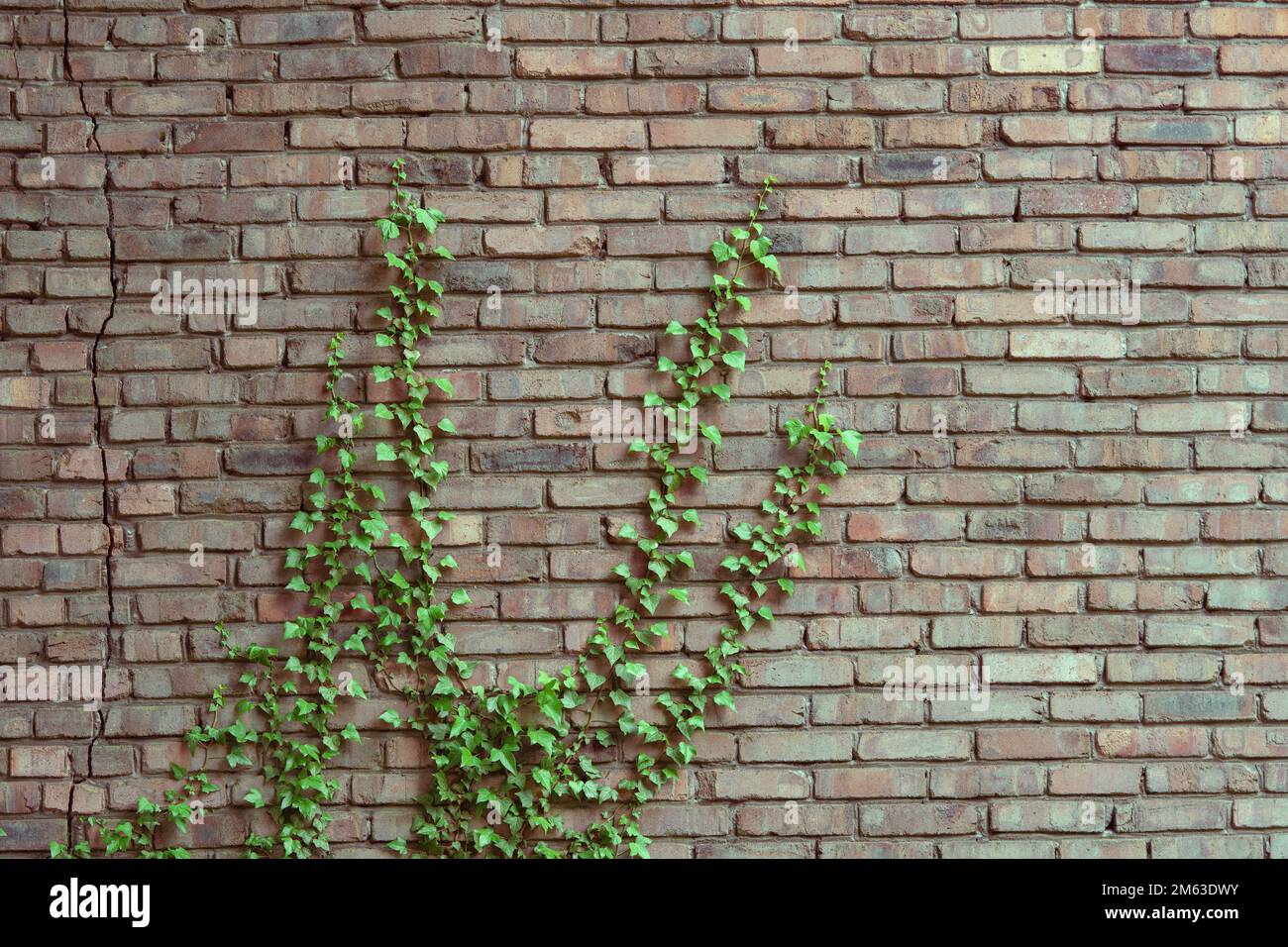 Old brick wall overgrown with ivy. Rustic background Stock Photo - Alamy