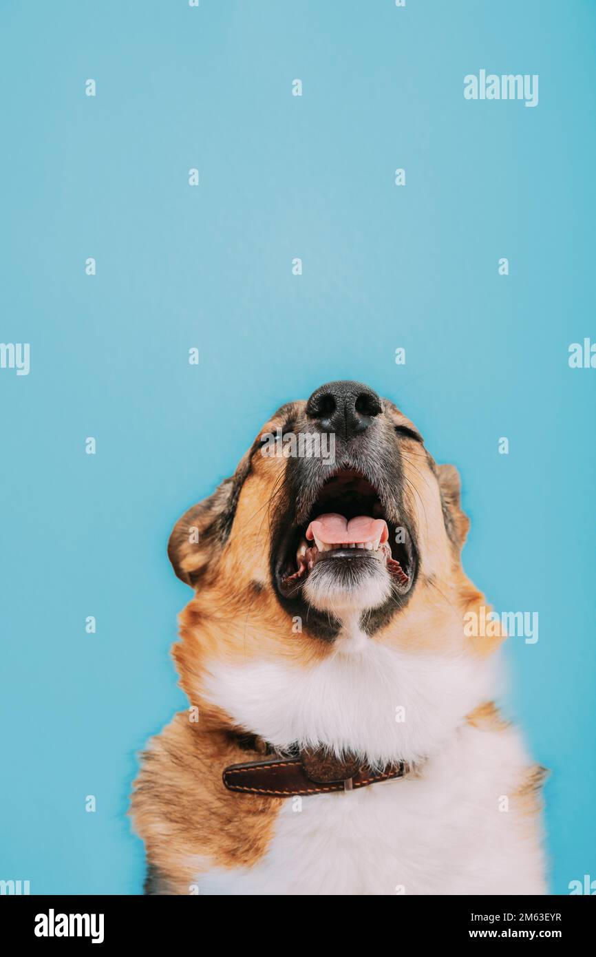 Animals Caught Mid Sneeze