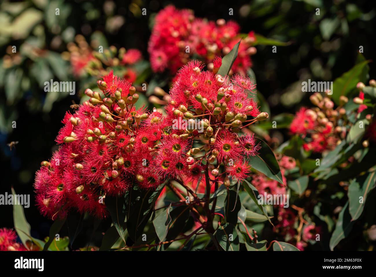 3 January 2023: A cluster of bright red flowering gum eucalyptus ...