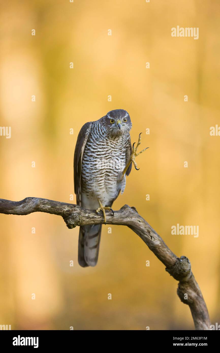 Eurasian sparrowhawk Accipiter nisus, juvenile perched on branch ...