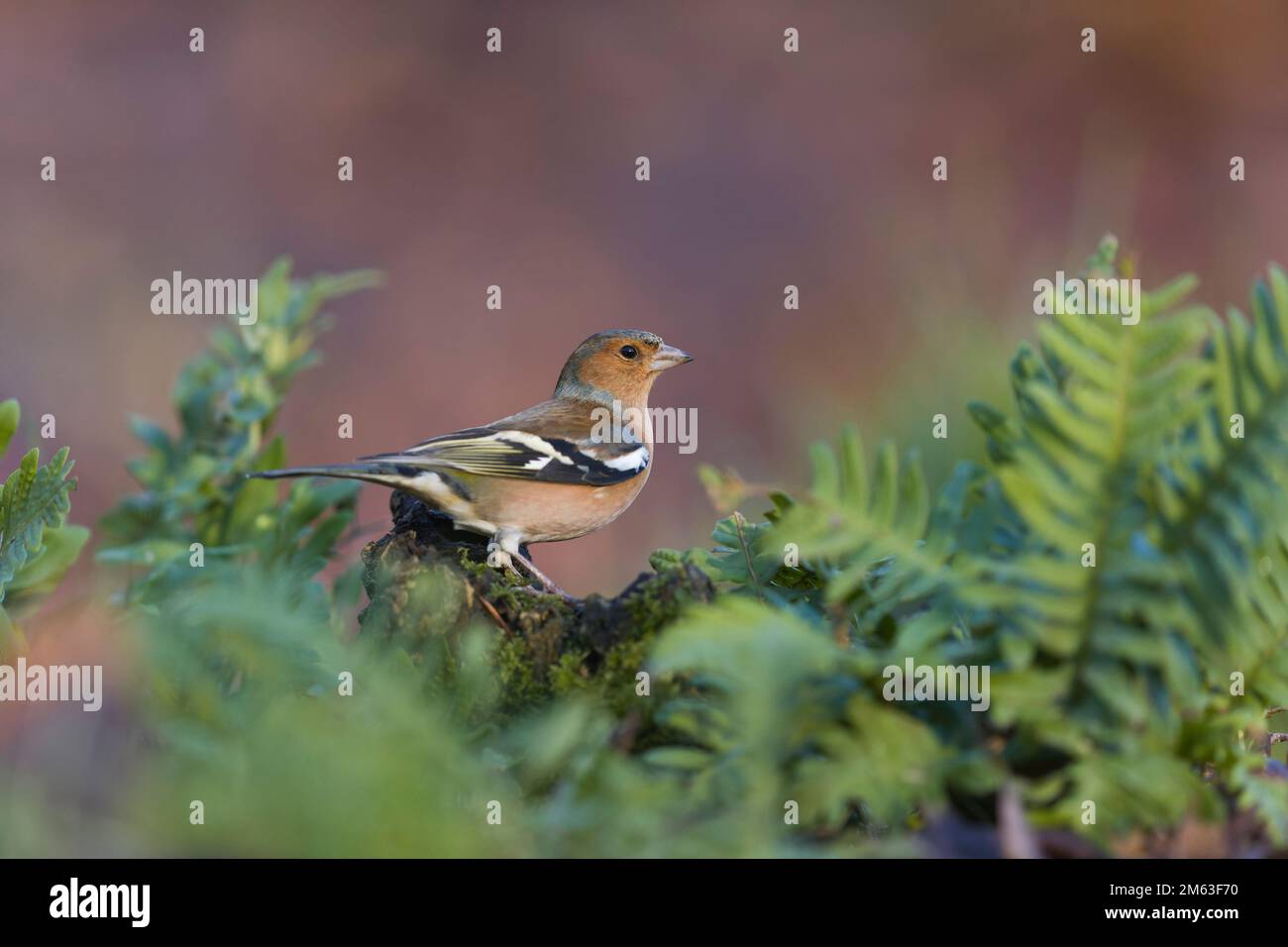 Common chaffinch Fringilla coelebs, adult male perched on stump on ...